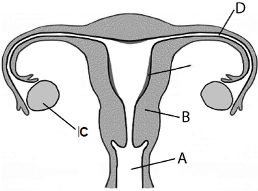 Clay Female Reproductive System Diagram