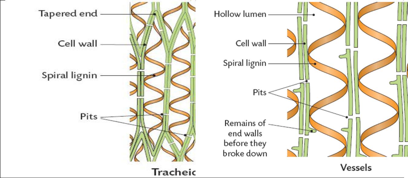 Draw A Diagram Of A Phloem Tissue And Label The Sieve Tube
